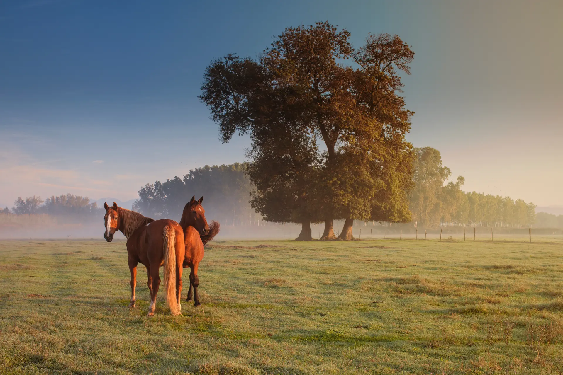 Horse Turnout Requirements: What Science Says About Welfare