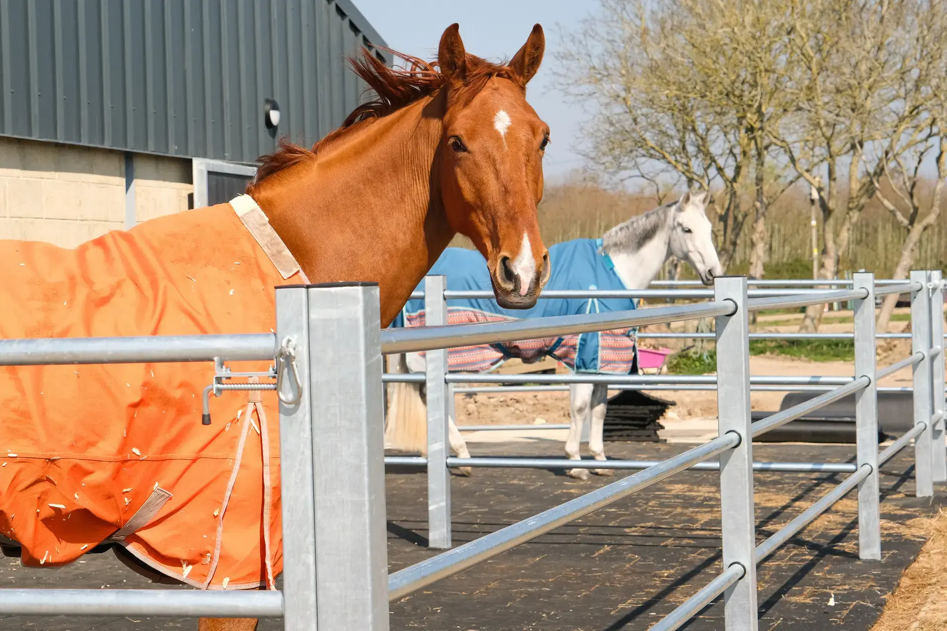Horse Turnout Requirements: What Science Says About Welfare