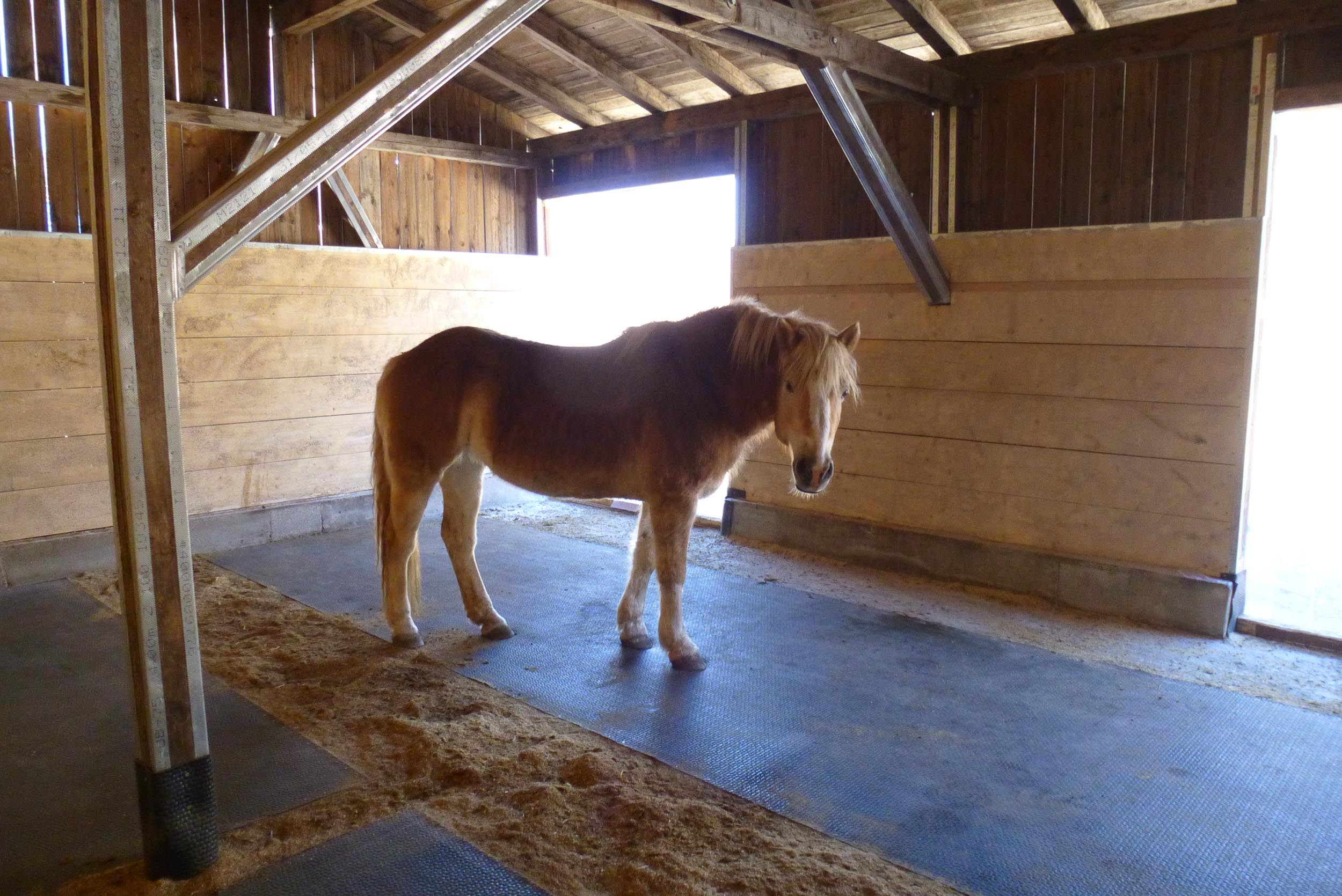 Alternative Horse Housing & Flooring | Jelka | HIT Active Stable