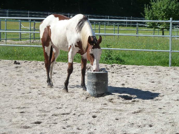 Automatic Water Drinkers for Horses | Jelka